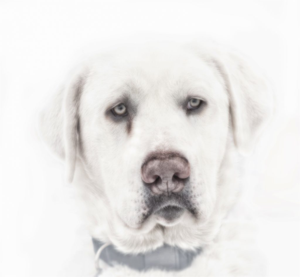 Akbash Dog…. Everything You Need to Know at a Glance!