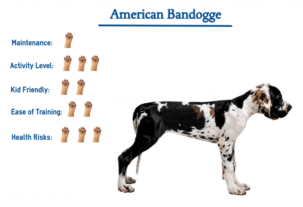 American Bandogge… Everything You Need to Know!