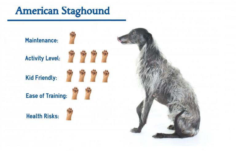 American Staghound… Everything You Need to Know at a Glance!