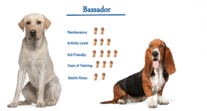Bassador Dog… Everything You Need to Know at a Glance!