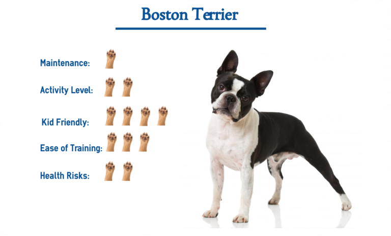 Boston Terrier… Everything You Need to Know at a Glance!