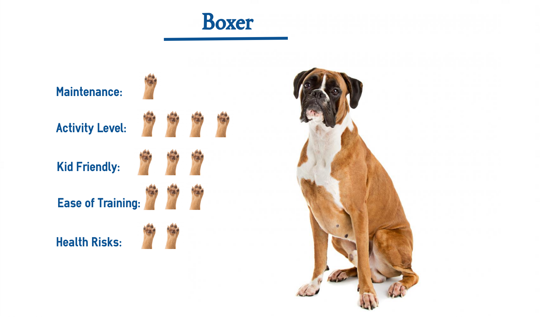 The Boxer Everything You Need To Know At A Glance The Boxer Everything You Need To Know At A Glance