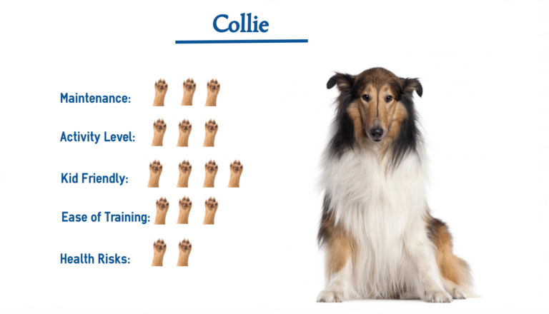 Collie Dog Breed… Everything You Need To Know at a Glance!