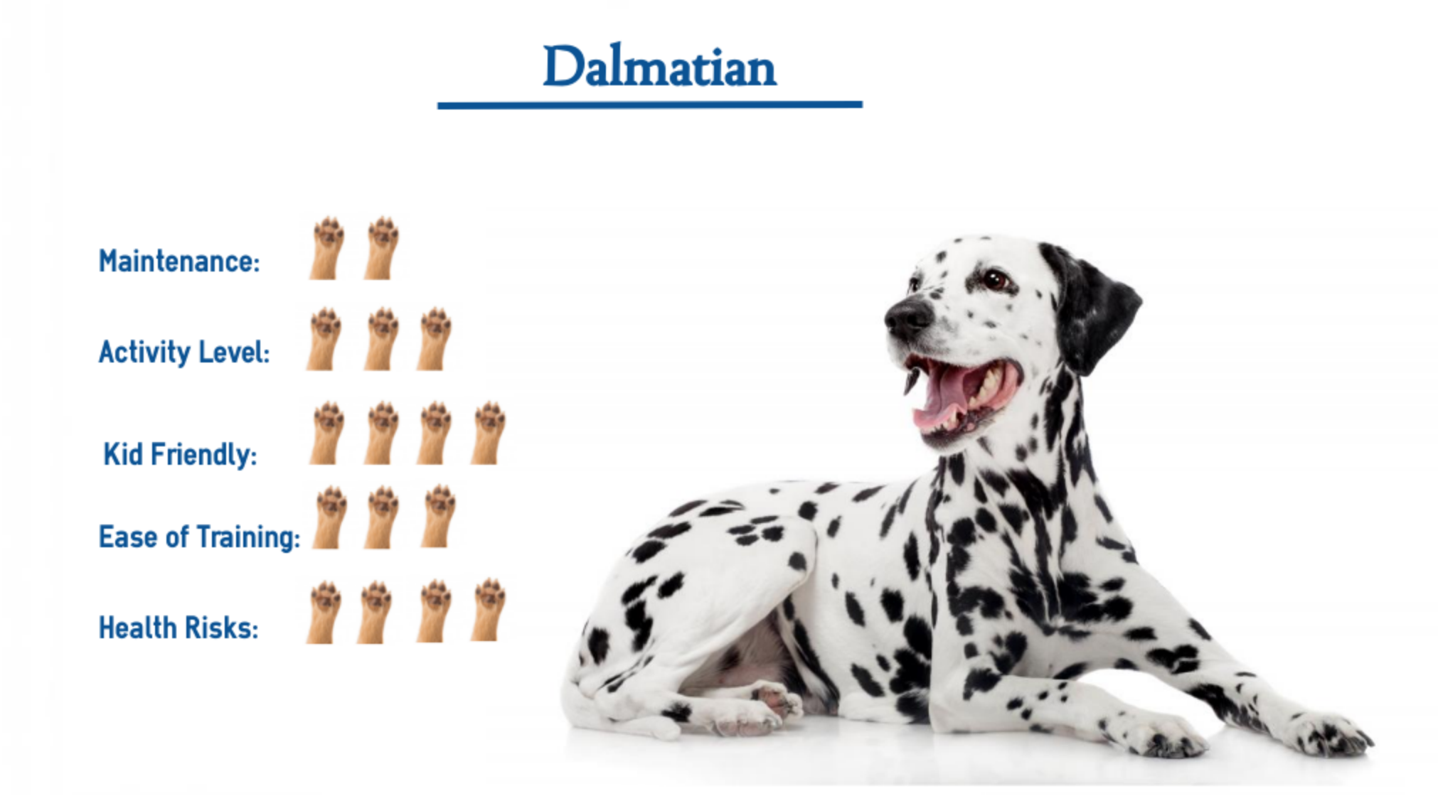 Dalmatian Dog Breed Everything You Need To Know At A Glance 