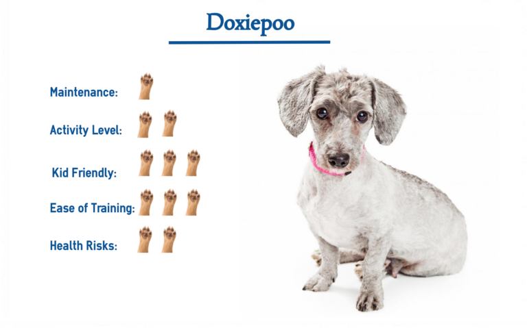 Doxiepoo Dog Breed… Everything You Need to Know at a Glance!