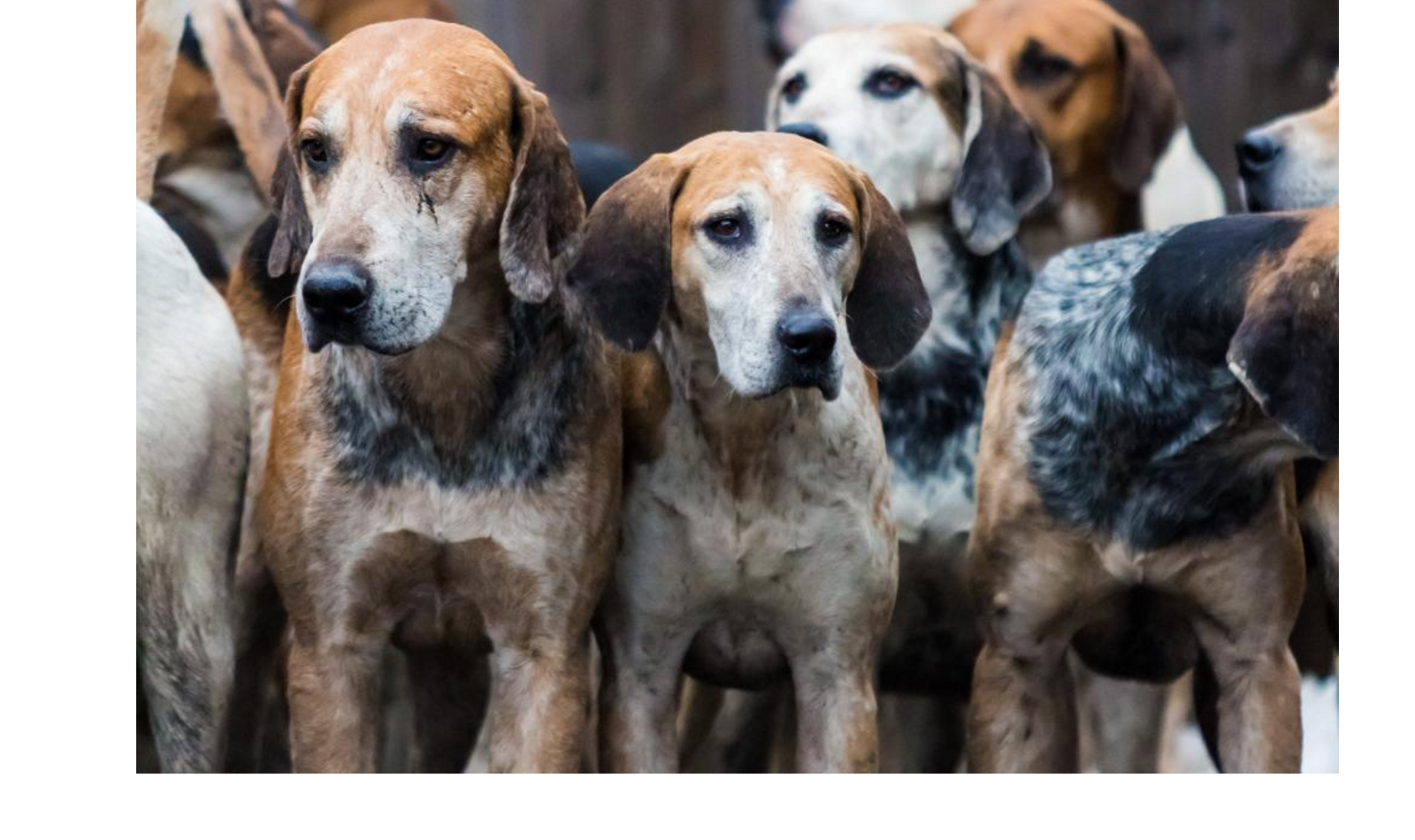 English Foxhound Dog Breed… Everything You Need to Know at a Glance!