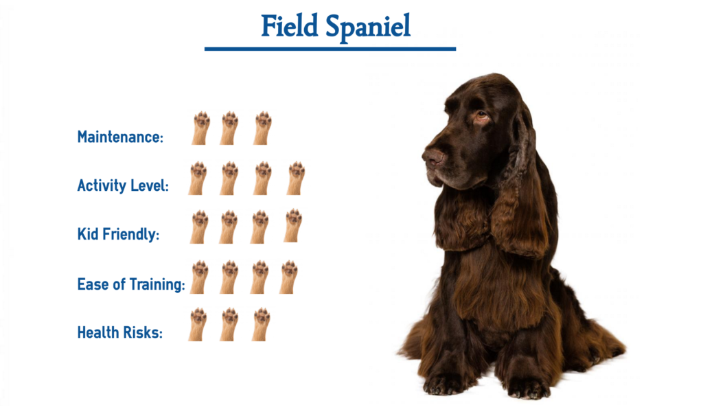 Field Spaniel Dog Breed… Everything That You Need to Know at a Glance!