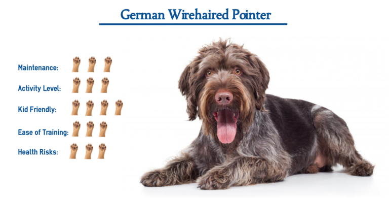 German Wirehaired Pointer… Everything You Need to Know at a Glance!