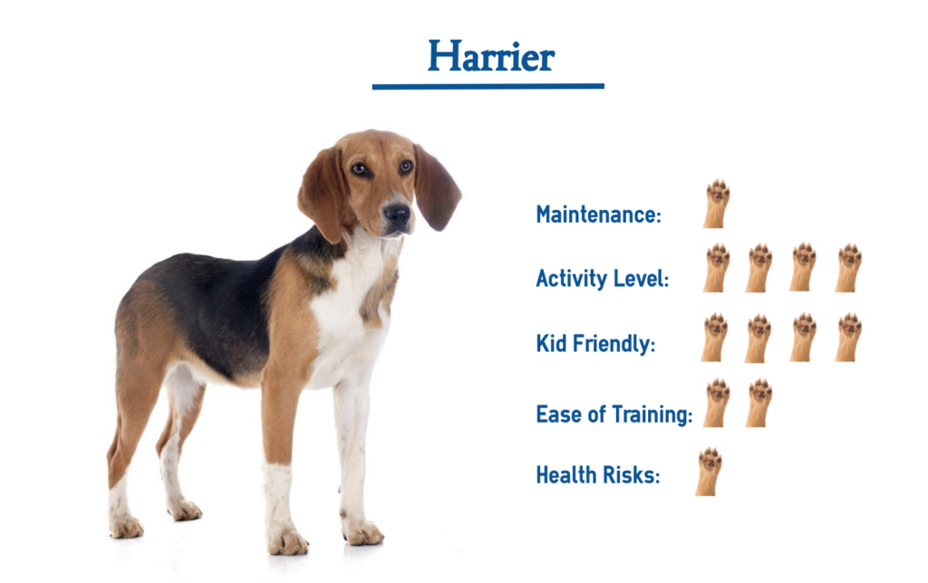 Harrier Dog Breed… Everything You Need to Know at a Glance!