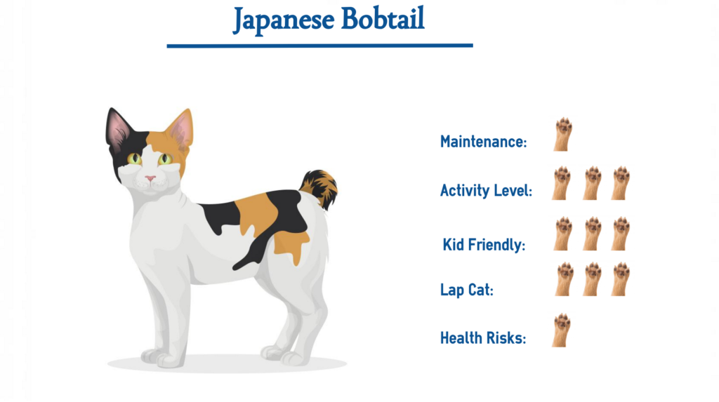 Japanese Bobtail Everything You Need To Know At A Glance