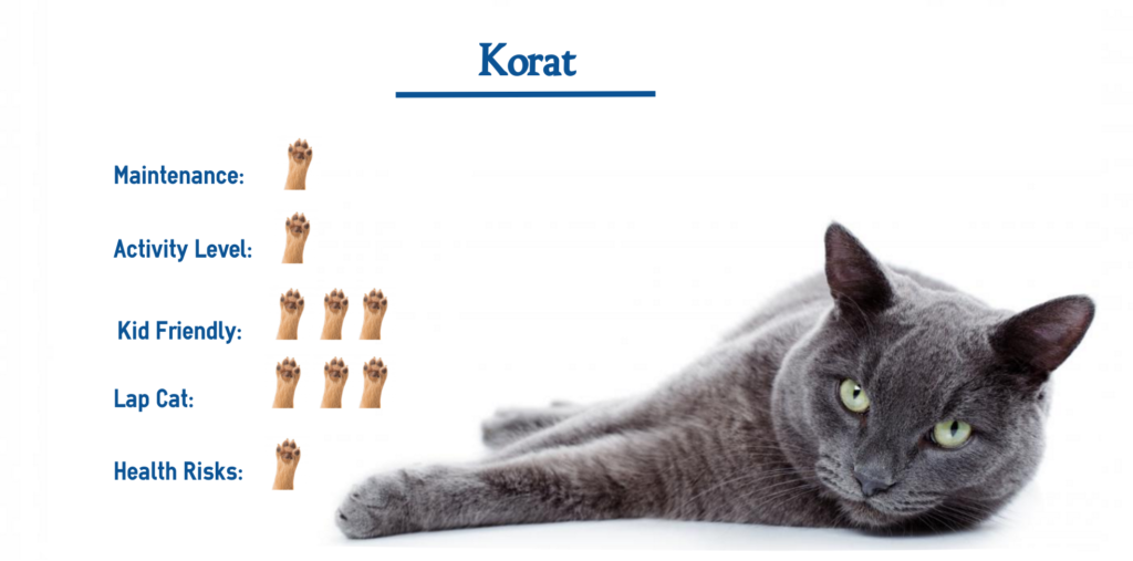 Korat Cat… Everything You Need to Know at a Glance!