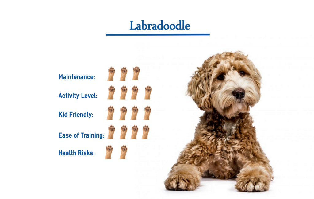 Labradoodle Dog Breed… Everything That You Need to Know at a Glance!