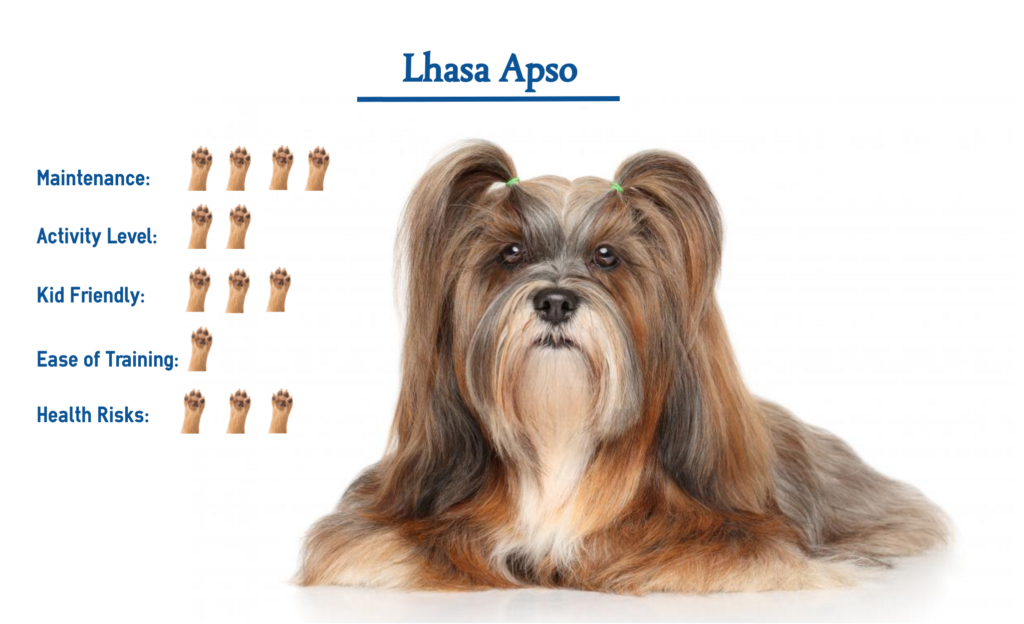 Lhasa Apso Dog Breed… Everything That You Need to Know at a Glance!