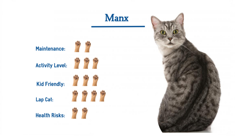 Manx Cat Breed… Everything You Need to Know at a Glance!