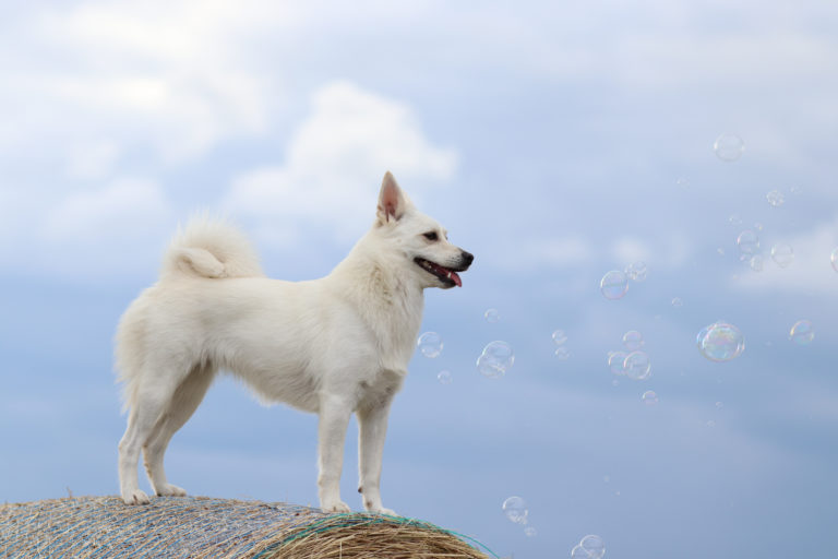 Norwegian Buhund Dog Breed… Everything You Need to Know at a Glance!