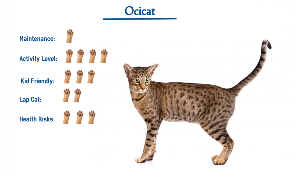 Ocicat Cat Breed… Everything You Need to Know at a Glance!