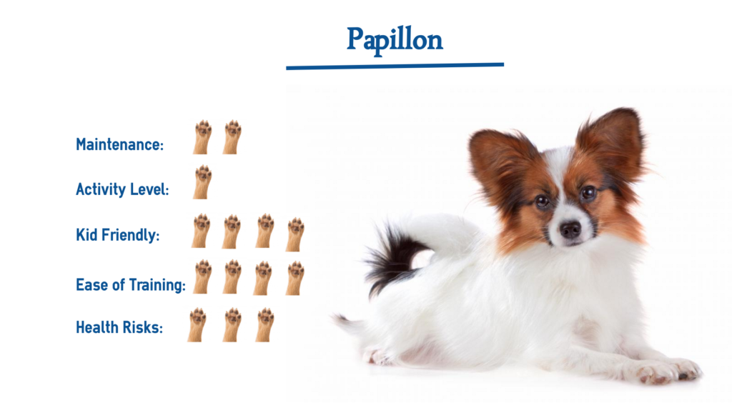 Papillon Dog Breed… Everything You Need to Know at a Glance!