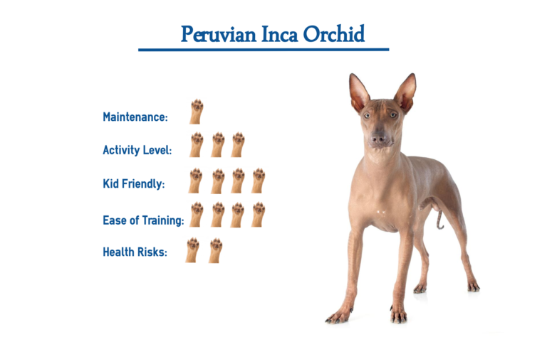 Peruvian Inca Orchid Dog Breed… Everything You Need to Know at a Glance!