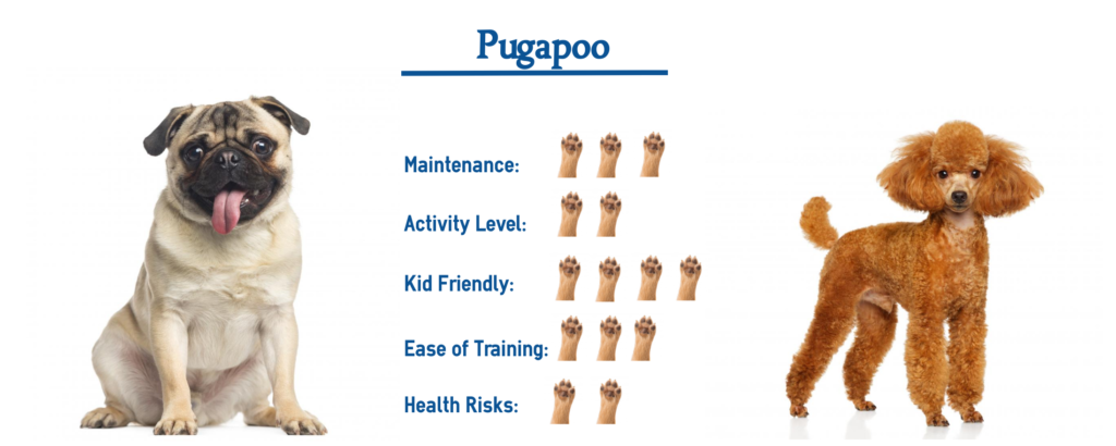 Pugapoo Dog Breed… Everything You Need to Know at a Glance!