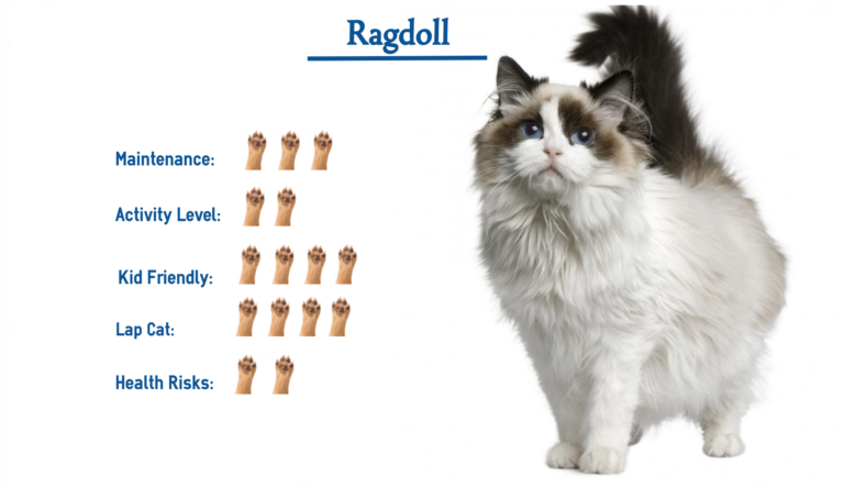 Ragdoll Cat Breed… Everything That You Need to Know at a Glance!