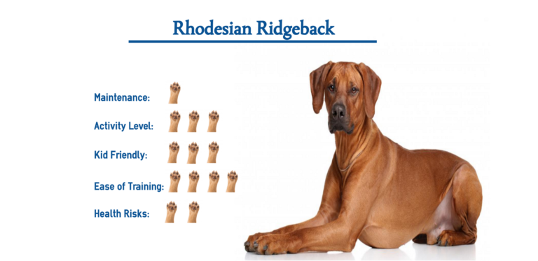 Rhodesian Ridgeback Dog Breed… Everything You Need to Know at a Glance!