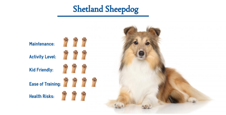 Shetland Sheepdog… Everything You Need to Know at a Glance!