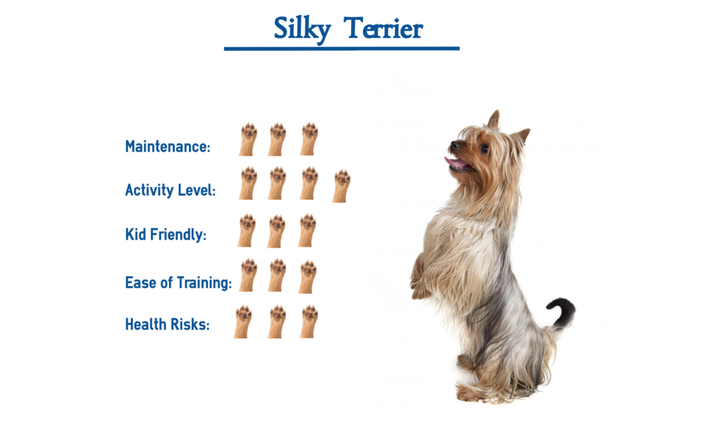 Silky Terrier Dog Breed… Everything You Need to Know!