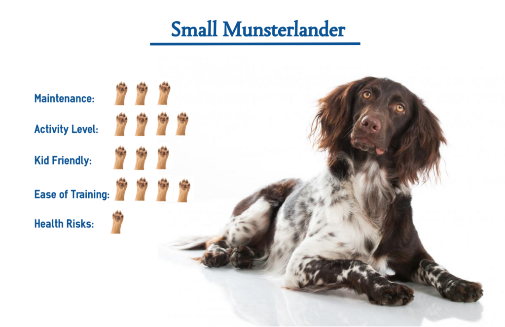 Small Munsterlander Dog Breed… Everything You Need to Know at a Glance!