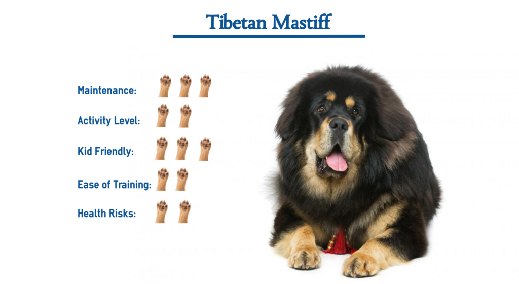 Tibetan Mastiff Dog Breed… Everything You Need to Know at a Glance!
