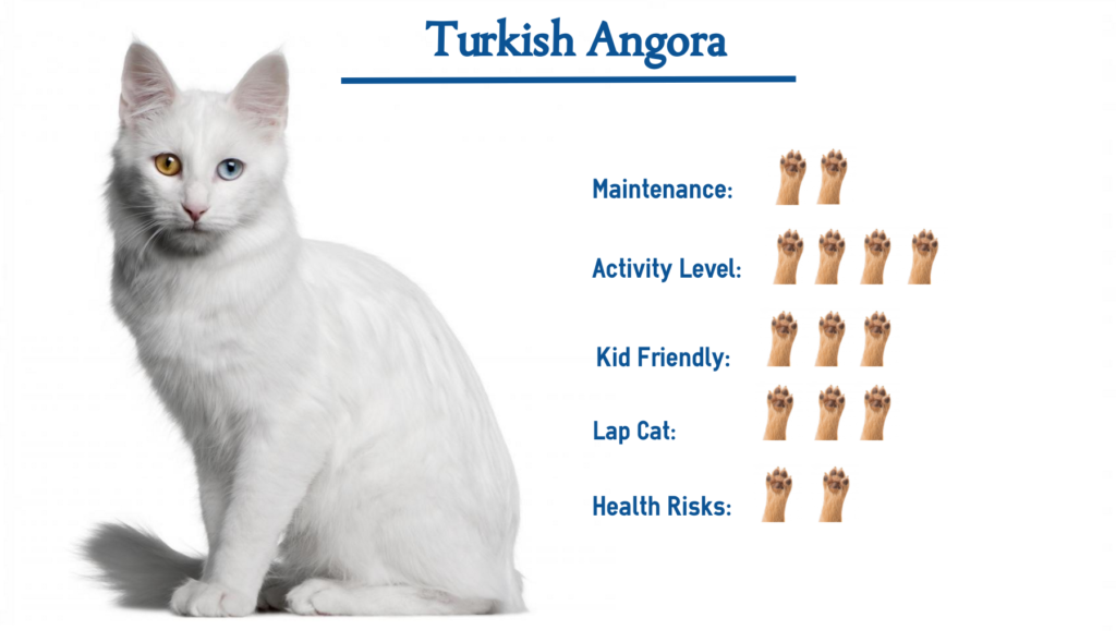 Turkish Angora Cat Breed Everything You Need To Know At A Glance