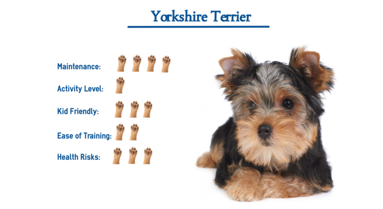 Yorkshire Terrier Dog Breed… Everything You Need to Know at a Glance!